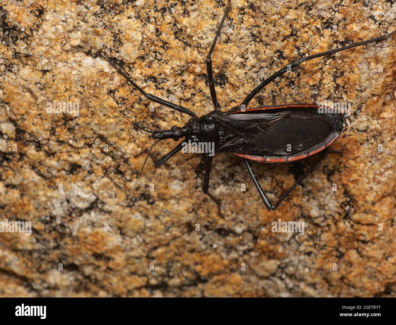 (Dipetalogaster maxima), Insecta, Municipio Los Cabos, Baja California ...
