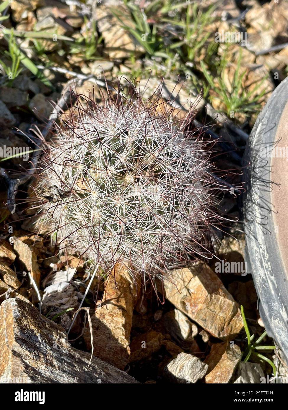 100 yuccas hi-res stock photography and images - Alamy