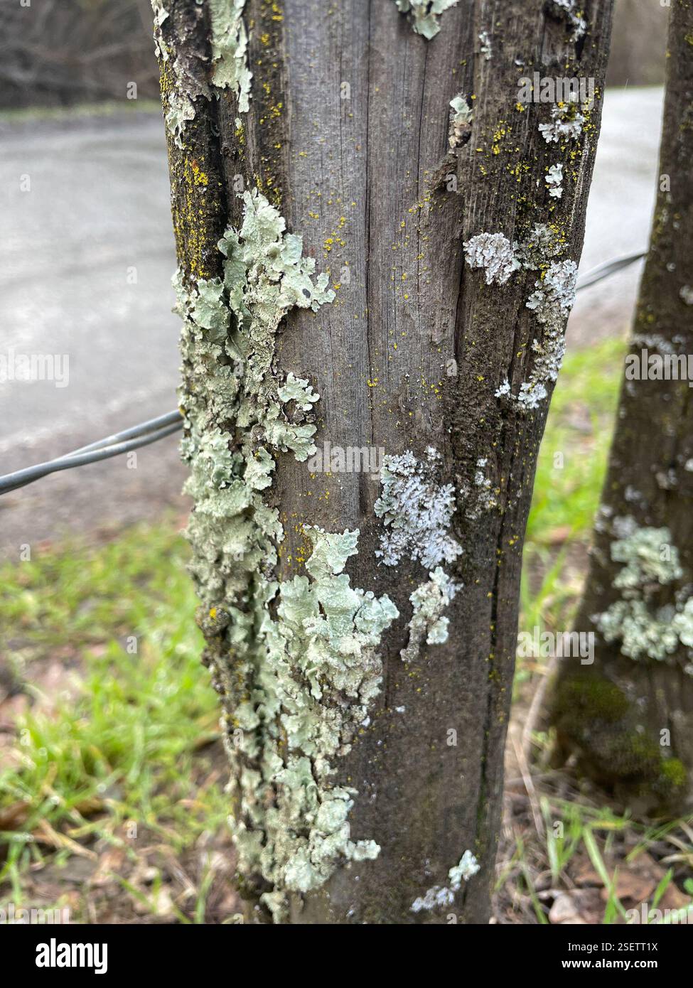 shield lichens and allies (Parmeliaceae), Fungi, Loyola, CA, USA Stock ...