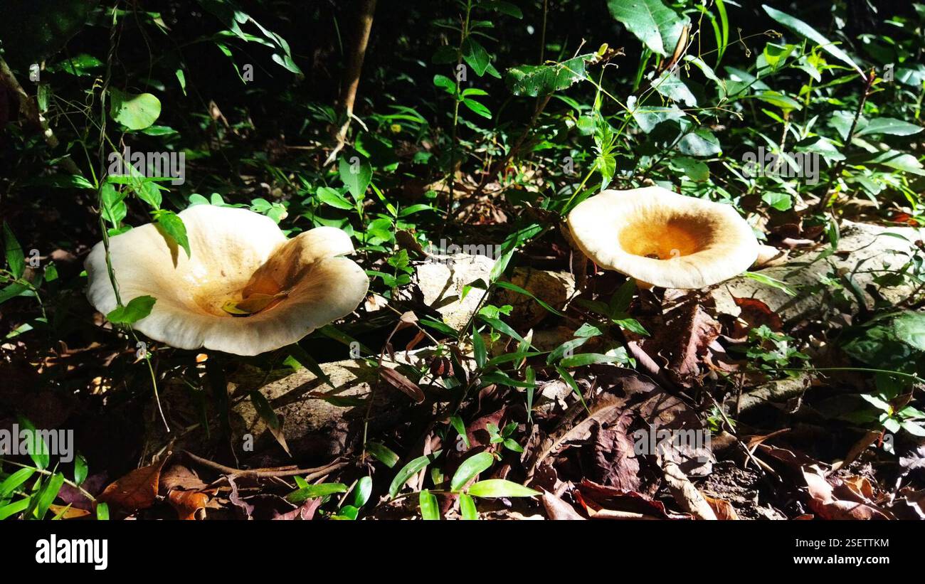 Funnel Woodcap (Lentinus sajor-caju), Fungi, Indigenous Traverse trail ...