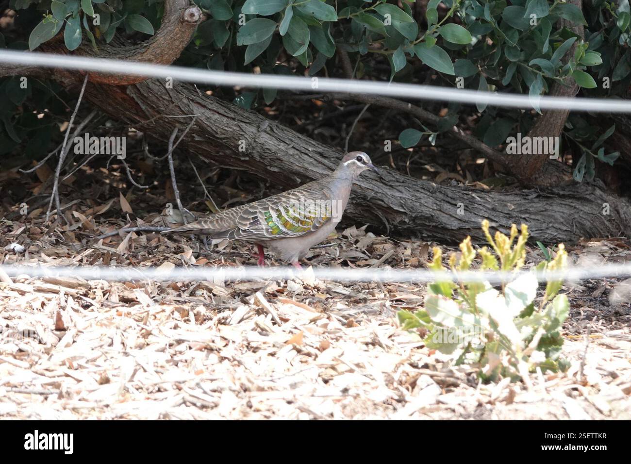 Common Bronzewing (Phaps chalcoptera), Aves, Melbourne VIC, Australia ...