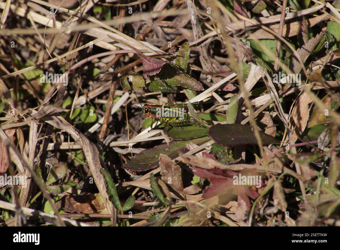 (Aztecacris laevis), Insecta, Tecolotlán, Jal., México Stock Photo - Alamy
