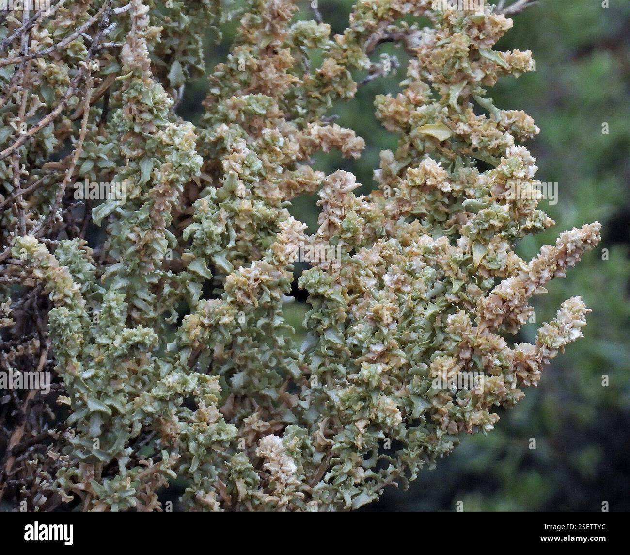 Saltbushes (Atriplex), Plantae, Florentino Ameghino, Chubut, Argentina ...