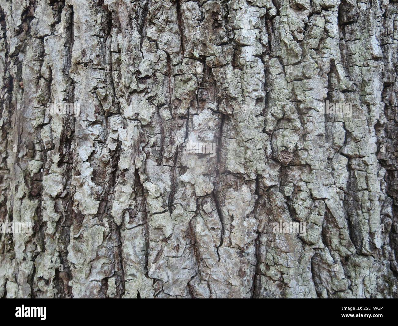 pignut hickory (Carya glabra), Plantae, 1107 Fulton Road, Pignut ...