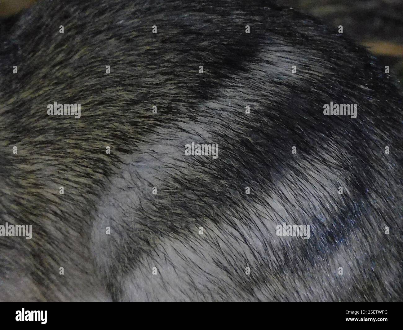 Eastern Barred Bandicoot (Perameles gunnii), Mammalia, Hobart TAS ...
