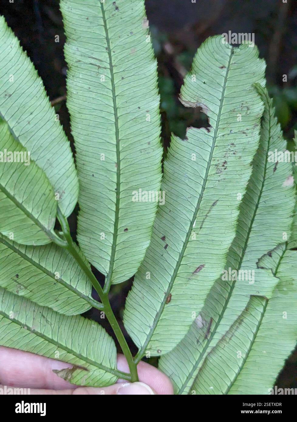 Vessel Fern (Angiopteris lygodiifolia), Plantae, 251, Taiwan, 新北市淡水區水源里 ...