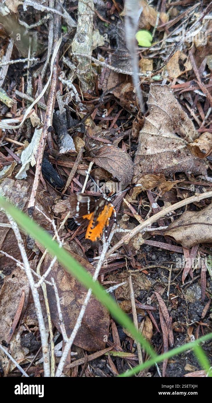 Common Whistling Moth (Hecatesia fenestrata), Insecta, Lake Macquarie ...