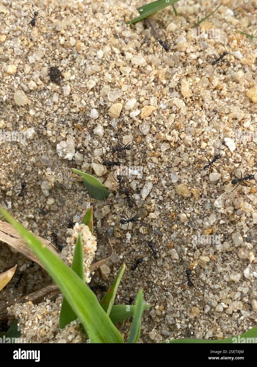 Tyrant ant hi-res stock photography and images - Alamy