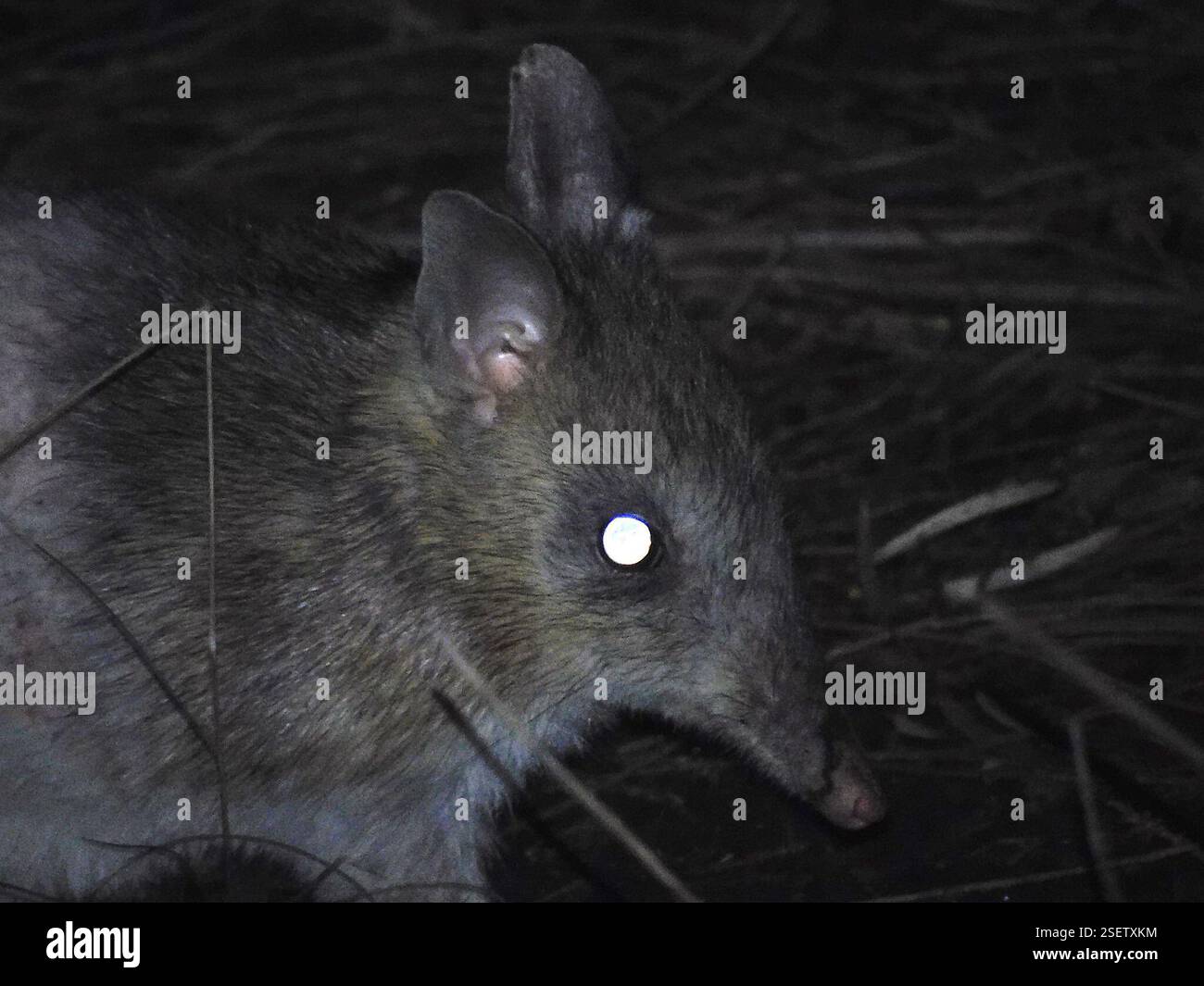 Eastern Barred Bandicoot (Perameles gunnii), Mammalia, Hobart TAS ...