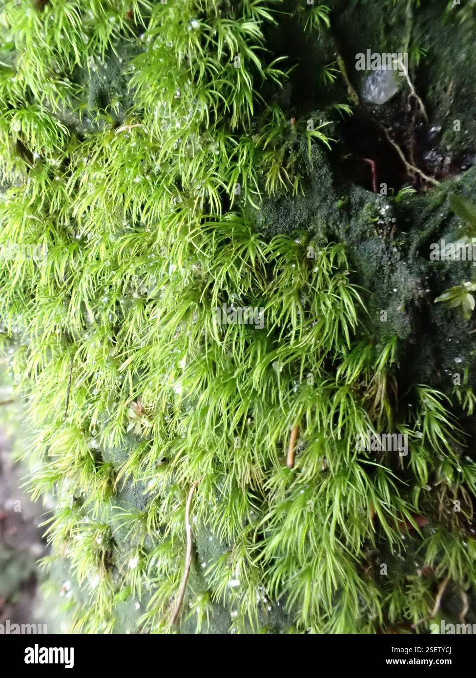 (Dicranella), Plantae, Borkel en Schaft, Valkenswaard, North Brabant ...