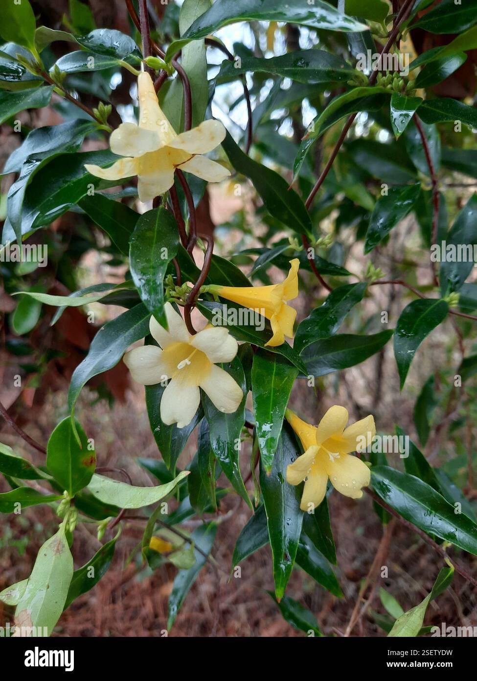 yellow jessamine (Gelsemium sempervirens), Plantae, Paisley, FL 32767 ...