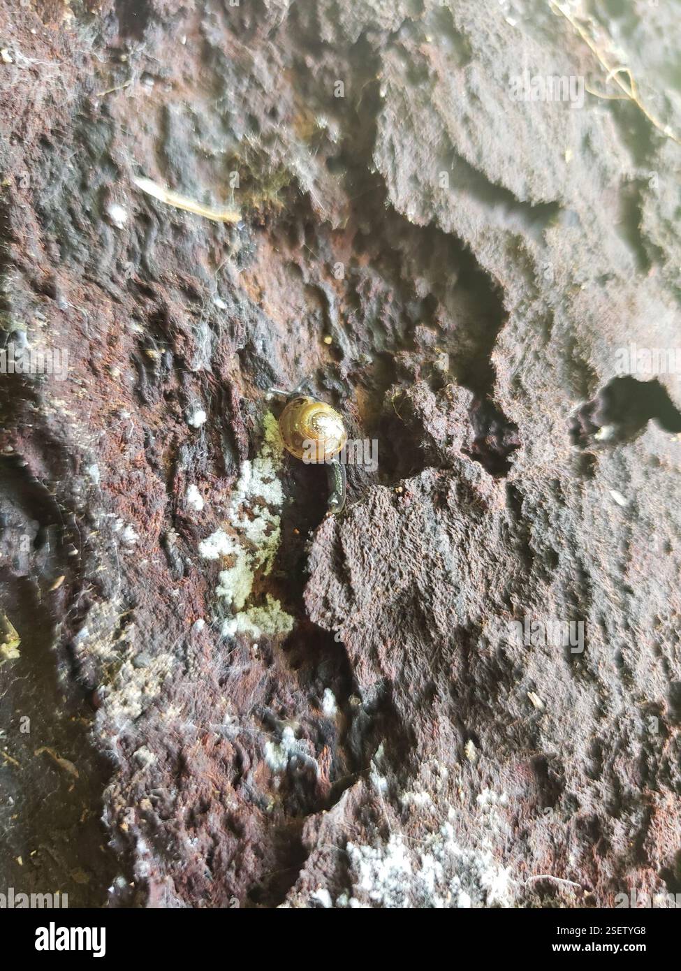 Jumping Snail (Ovachlamys fulgens), Mollusca, Manoa, Honolulu, HI, USA ...