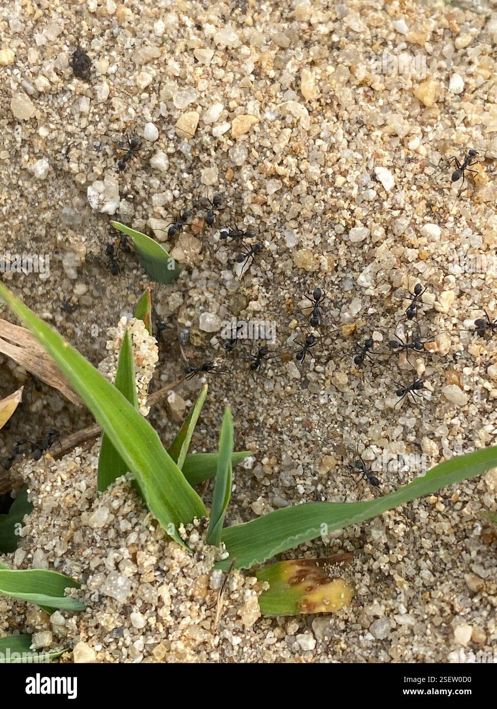 Tyrant ant hi-res stock photography and images - Alamy