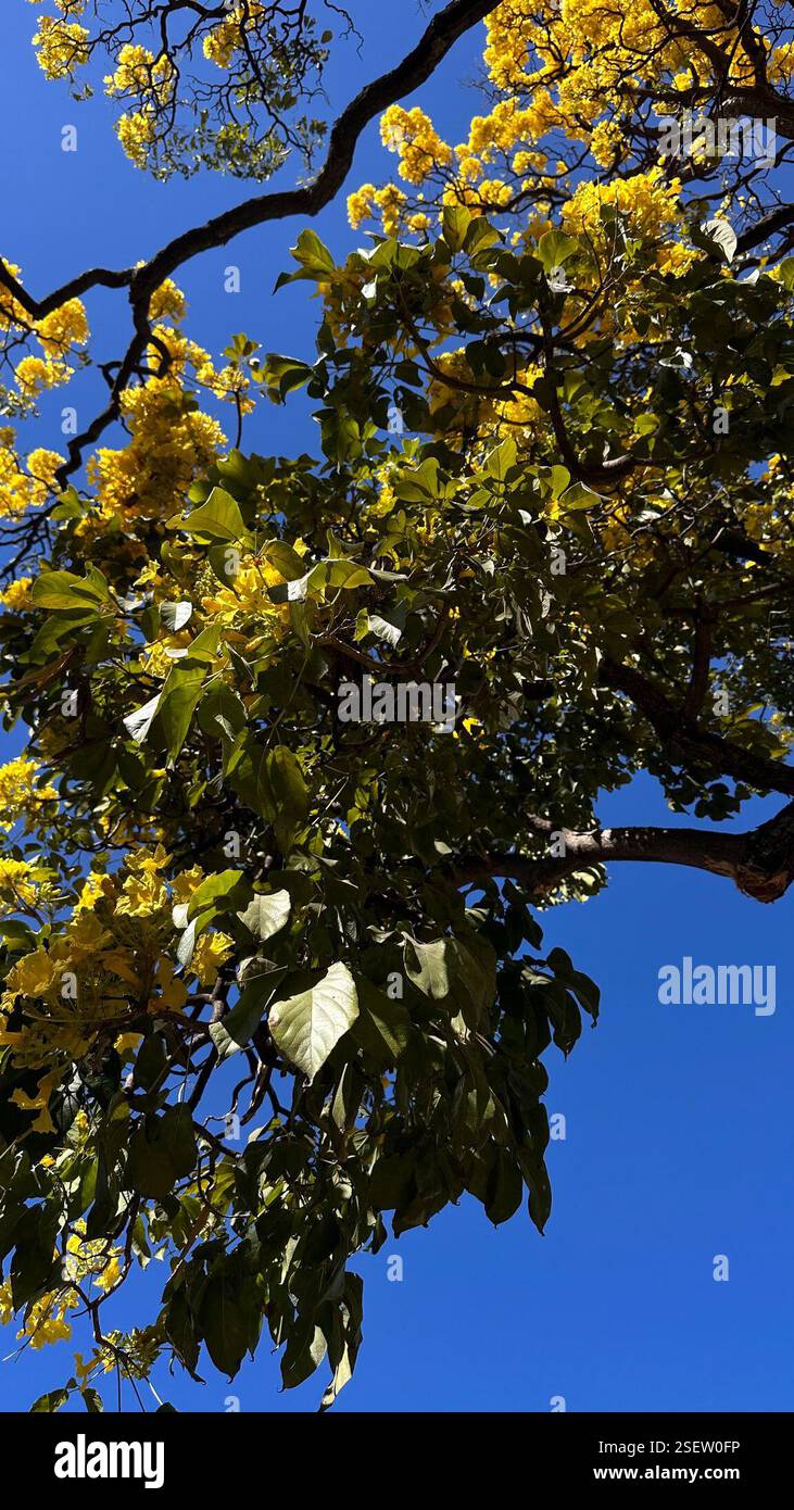 Golden Trumpet-tree (Handroanthus chrysanthus), Plantae, Plaza ...