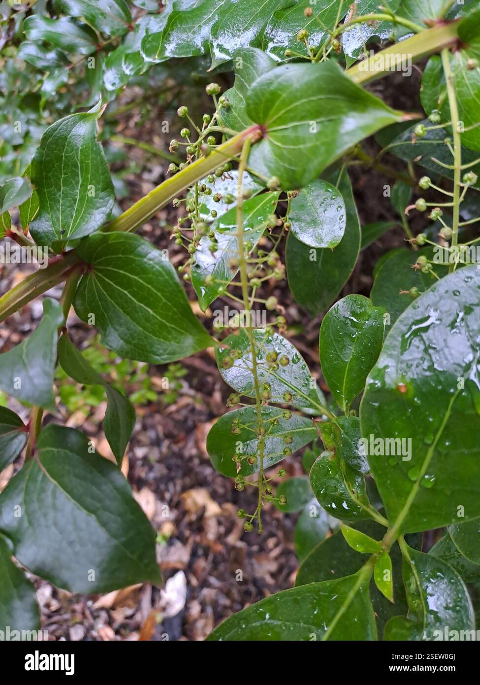 Tree Tutu (Coriaria arborea), Plantae, Manapouri 9679, New Zealand ...