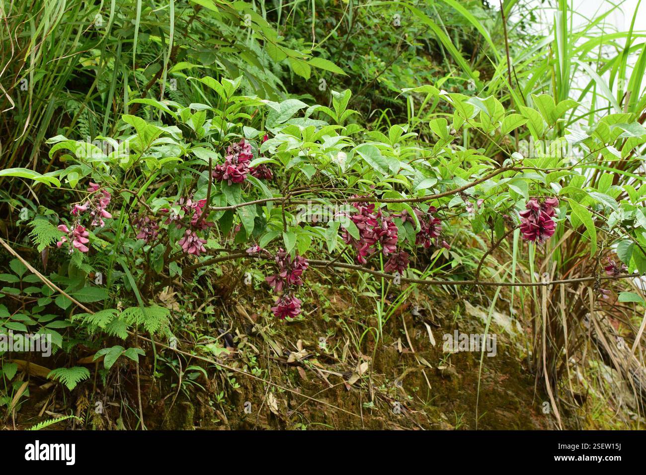 Evergreen Wisteria (Wisteriopsis reticulata), Plantae, 中国江西省上饶市婺源县 ...