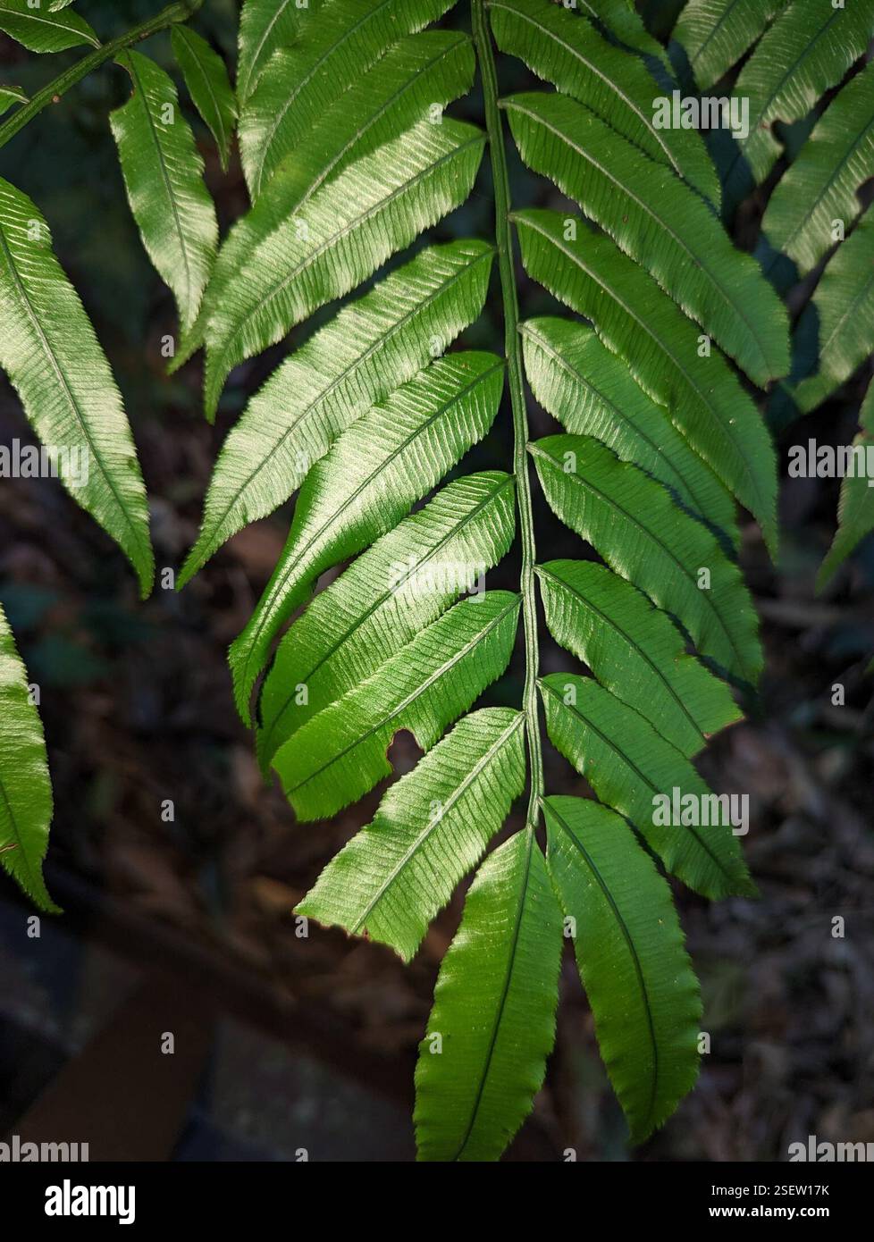 Angiopteris lygodiifolia hi-res stock photography and images - Alamy