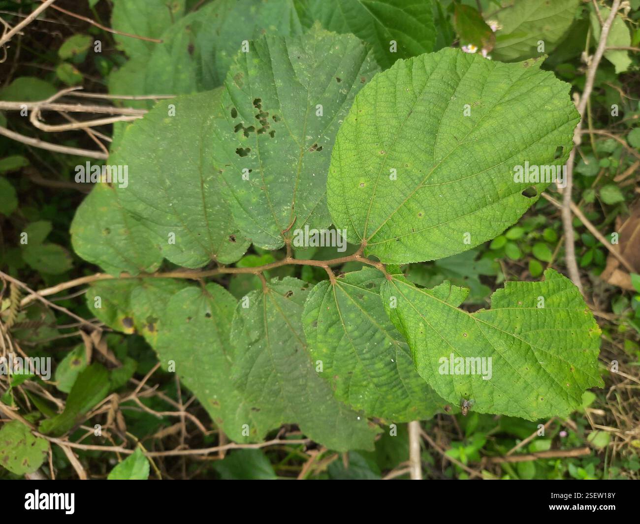 East Indian screw tree (Helicteres isora), Plantae, Pakkamalai R.F ...