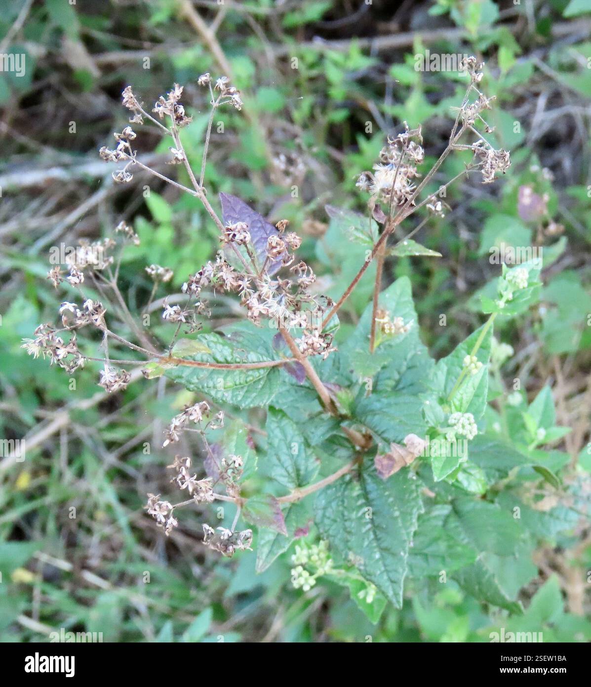Siam weed (Chromolaena odorata), Plantae, Pinar del Río, CU, Crucita ...