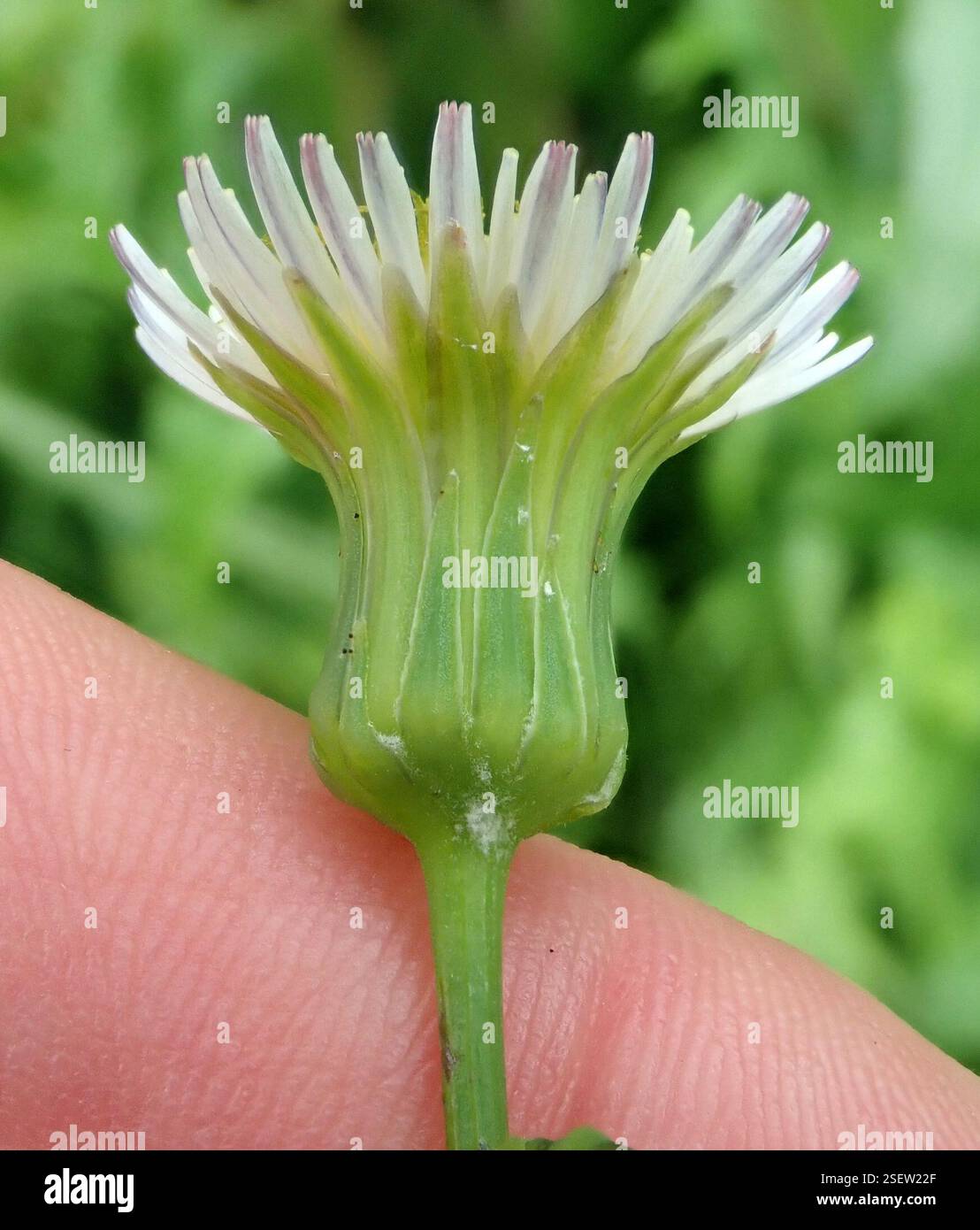 Common Sow-thistle (Sonchus oleraceus), Plantae, Auckland, Mt Albert ...