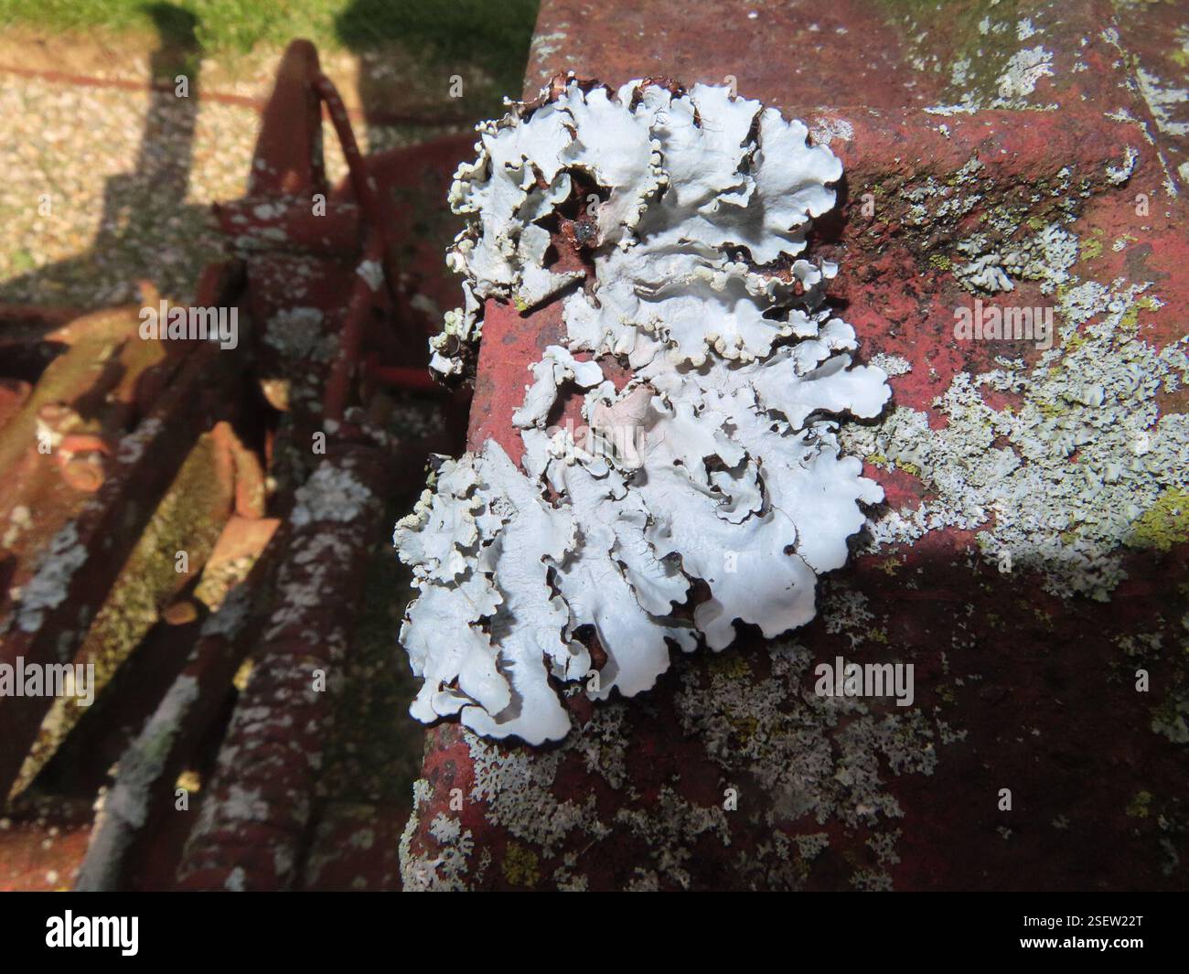 Ruffle Lichens (Parmotrema), Fungi, Louisville, KY, USA Stock Photo - Alamy