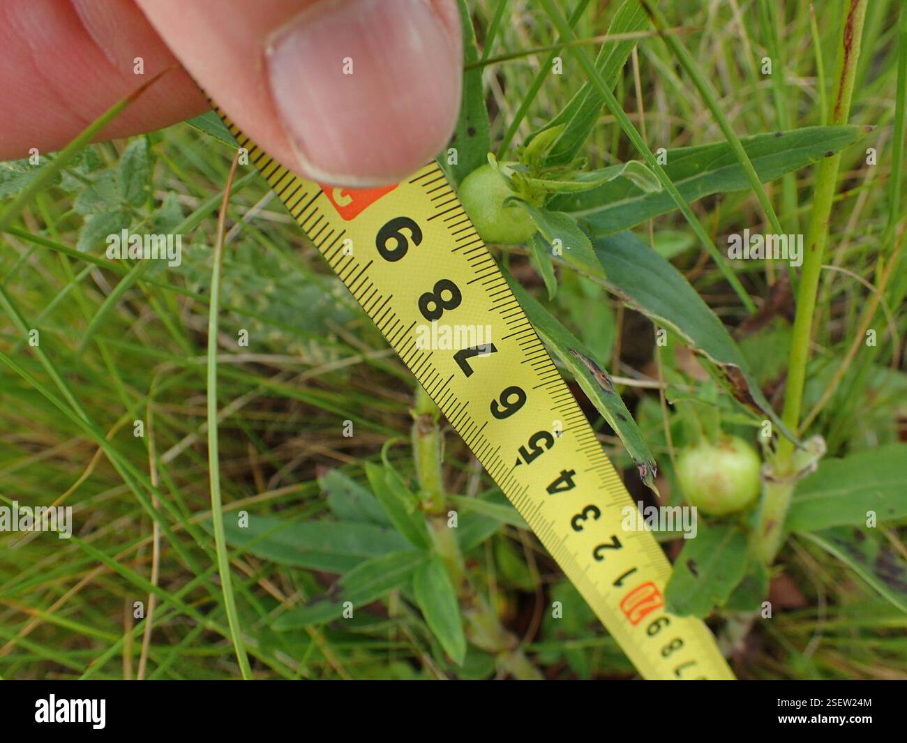 dicots (Magnoliopsida), Plantae, uMgungundlovu District Municipality ...