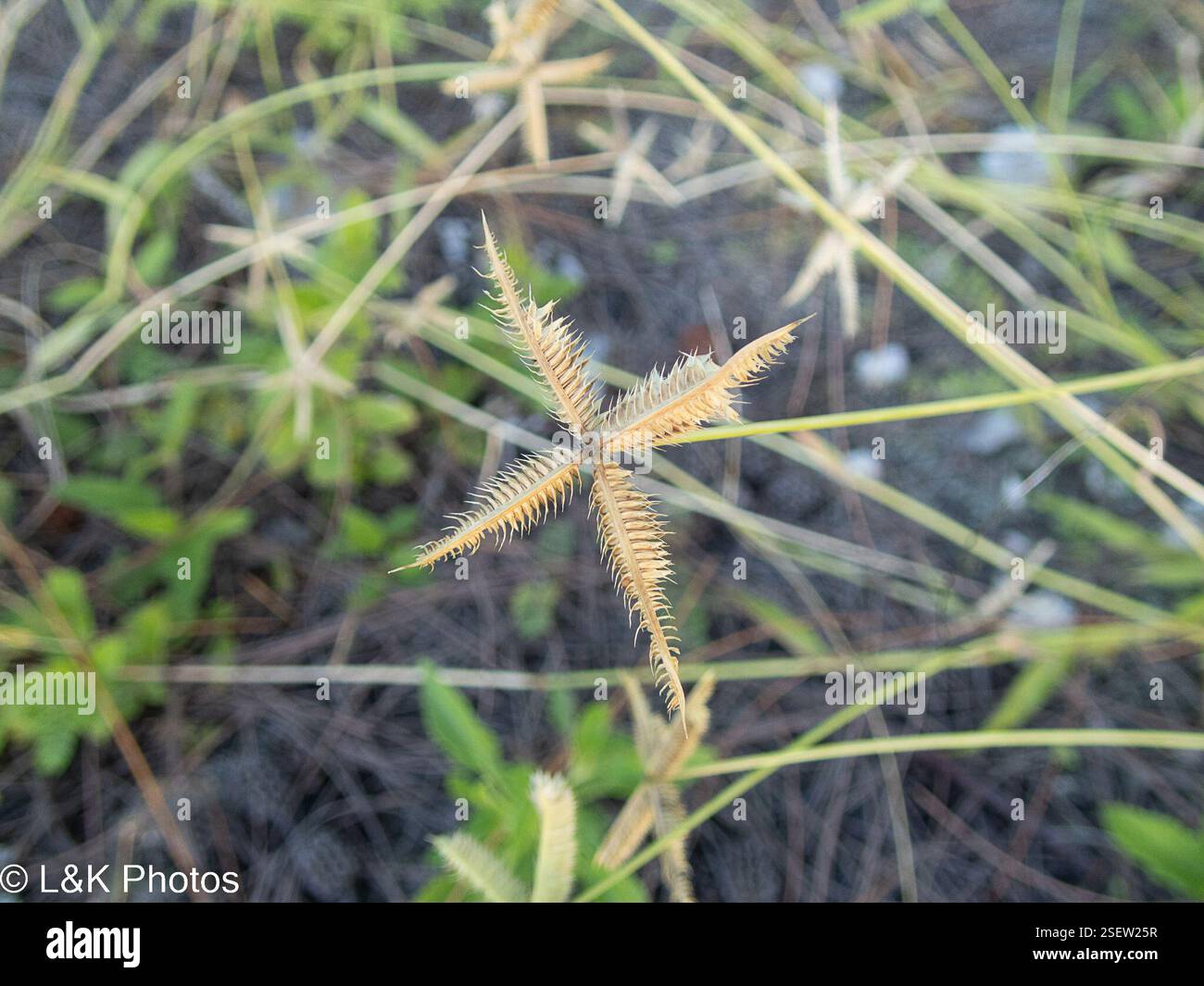 crowsfoot grasses (Dactyloctenium), Plantae, Stann Creek, BZ Stock ...