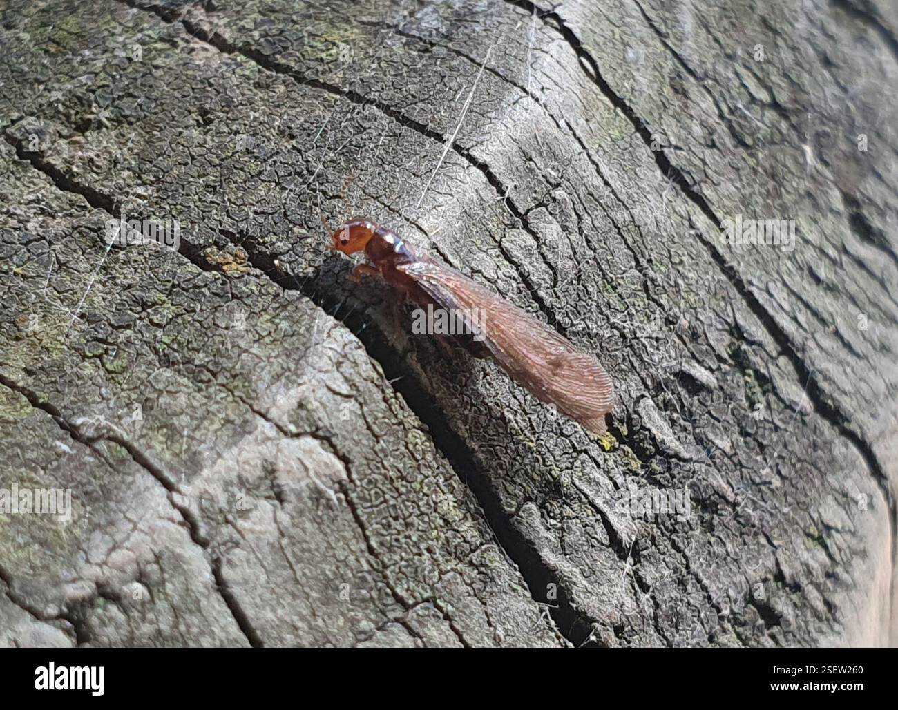 Termites (Termitoidae), Insecta, Mākara, Wellington, New Zealand Stock ...
