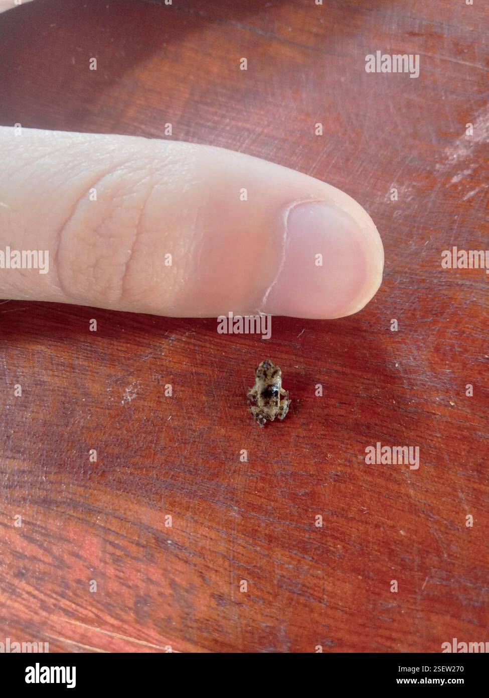 Beaked Toads (Rhinella), Amphibia, Belo Oriente, BR-MG, BR Stock Photo ...