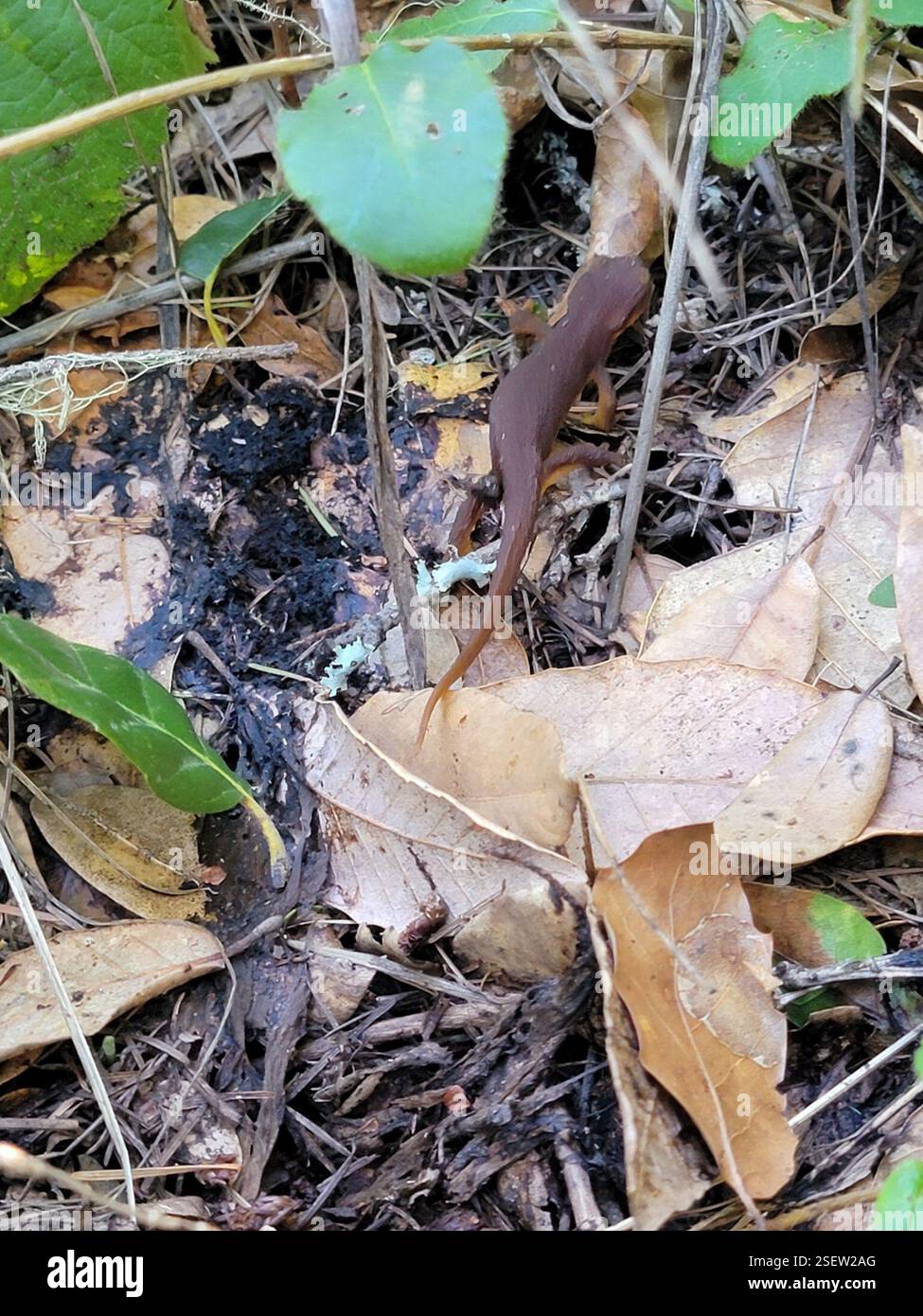 California Newt (Taricha torosa), Amphibia, Portola Redwoods State Park ...