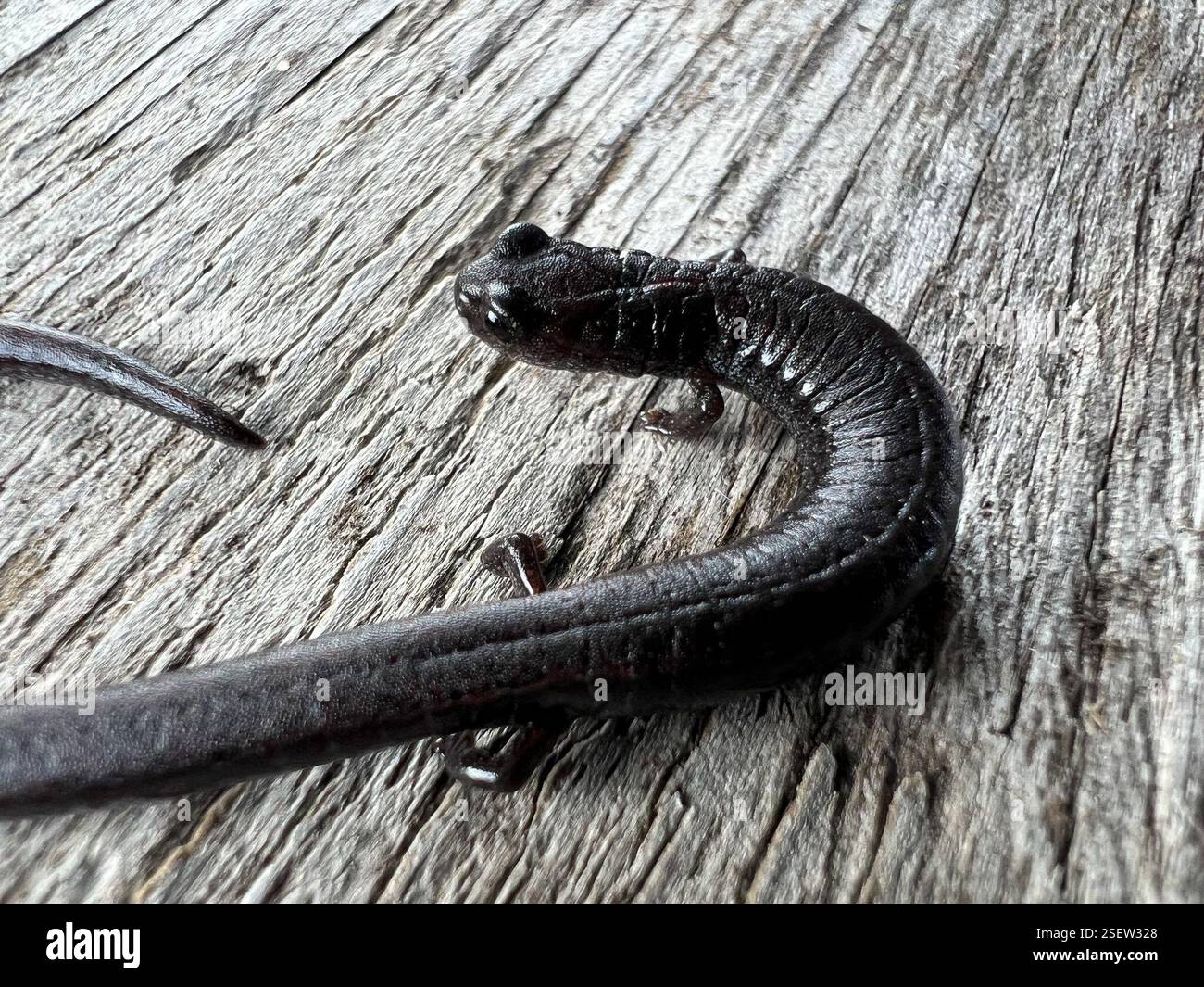 Gabilan Mountains Slender Salamander (Batrachoseps gavilanensis ...