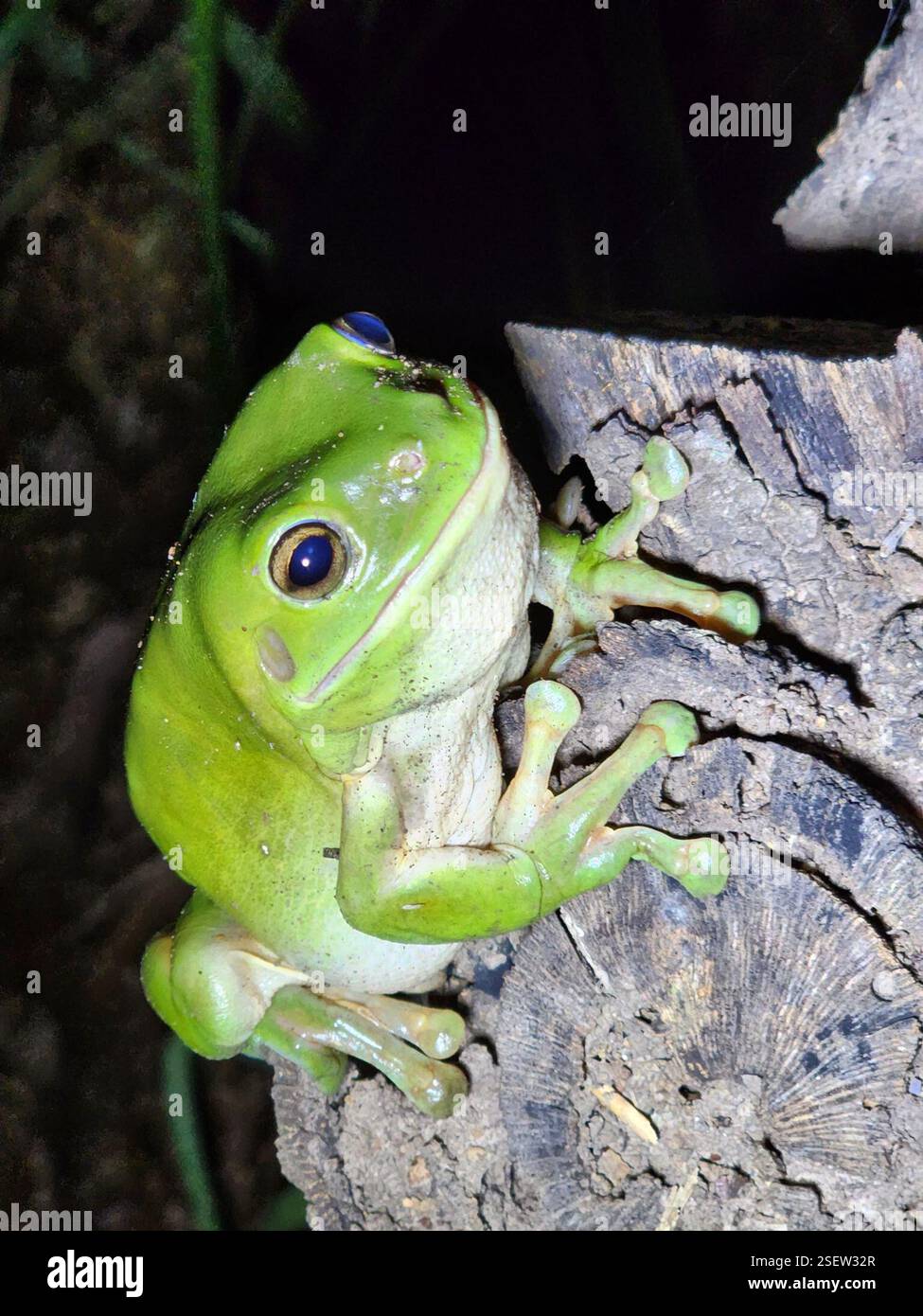 Australian Green Tree Frog (Ranoidea caerulea), Amphibia, Bouldercombe ...