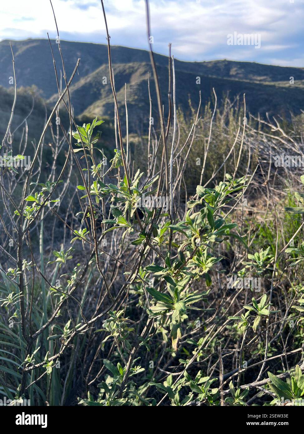 black sage (Salvia mellifera), Plantae, Riverside County, CA, USA Stock ...