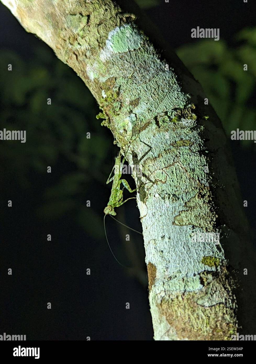 Mayan Lichen Mantis (Liturgusa maya), Insecta, 479W+X8R, Gamboa, Panama ...
