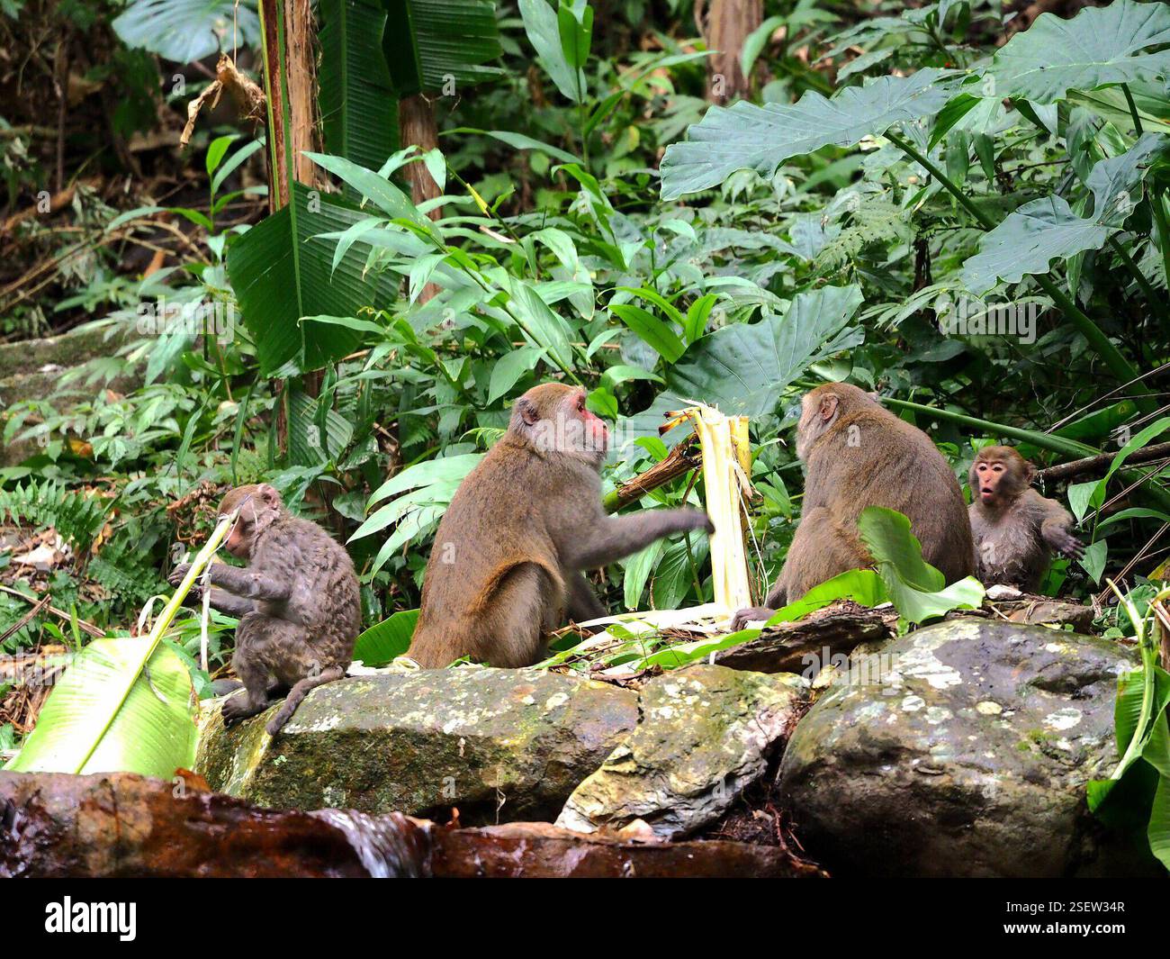 Formosan Rock Macaque (Macaca cyclopis), Mammalia, 台灣南投縣 Stock Photo ...