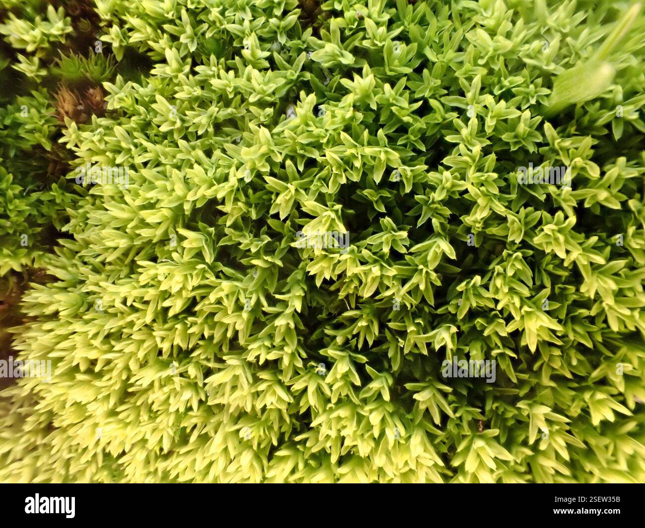 Bird's-Claw Beard-Moss (Barbula unguiculata), Plantae, Amsterdamse ...