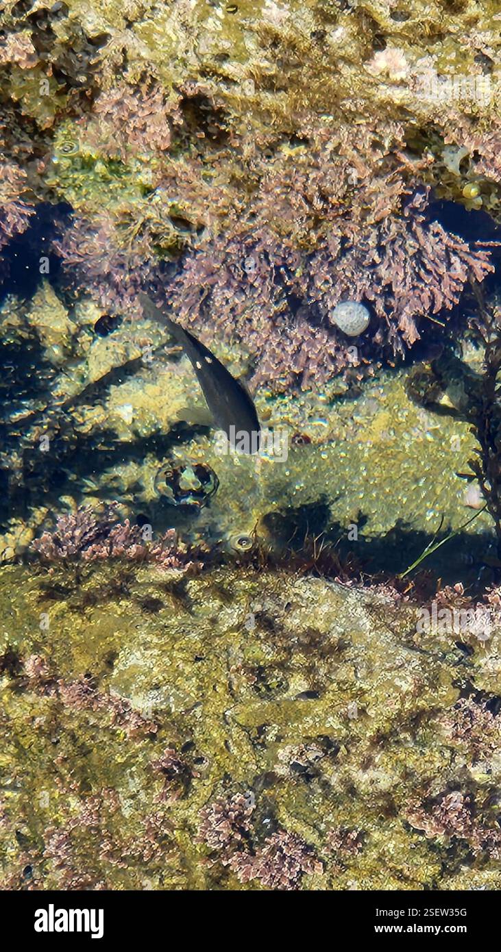 Opaleye (Girella nigricans), Actinopterygii, Orange County, CA, USA ...