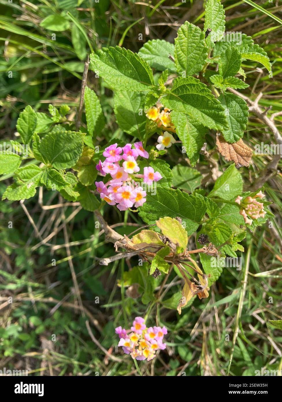 lantanas (Lantana), Plantae, Saint Peter, MS Stock Photo - Alamy
