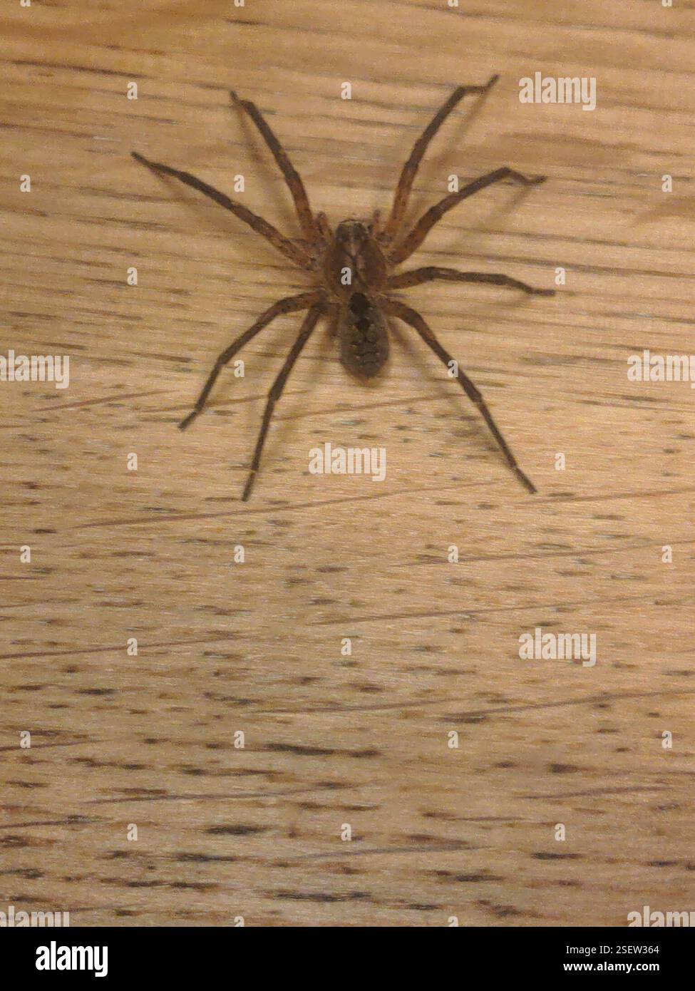 Mediterranean Spiny False Wolf Spider (Zoropsis spinimana), Arachnida ...