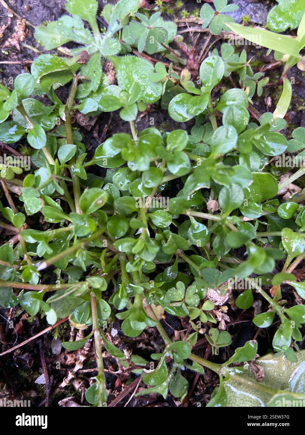 fourleaf manyseed (Polycarpon tetraphyllum), Plantae, Los Angeles ...