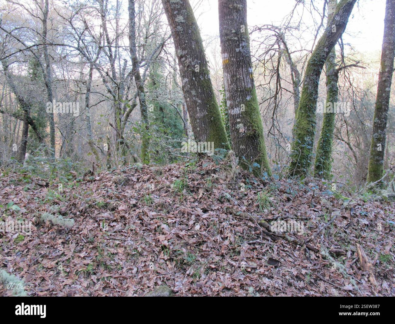 Bifid Crestwort (Lophocolea bidentata), Plantae, Ourense, España, On ...