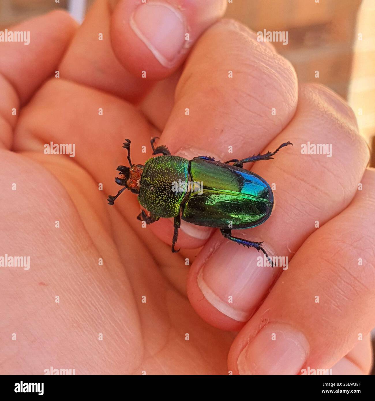 Golden Stag Beetle (Lamprima aurata), Insecta, Australian Capital ...