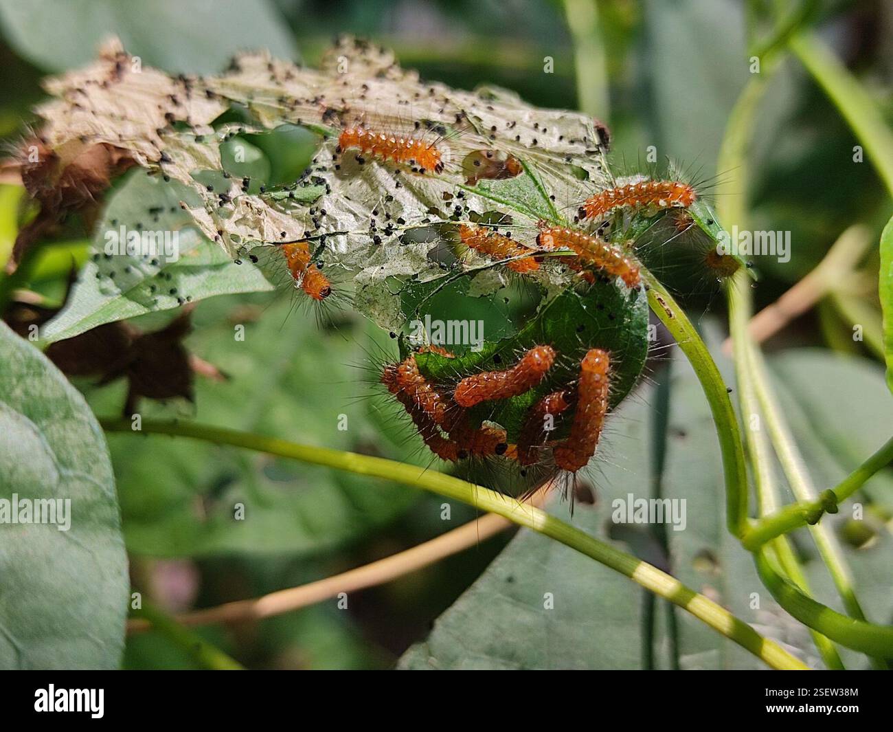 Moths of kerala hi-res stock photography and images - Alamy