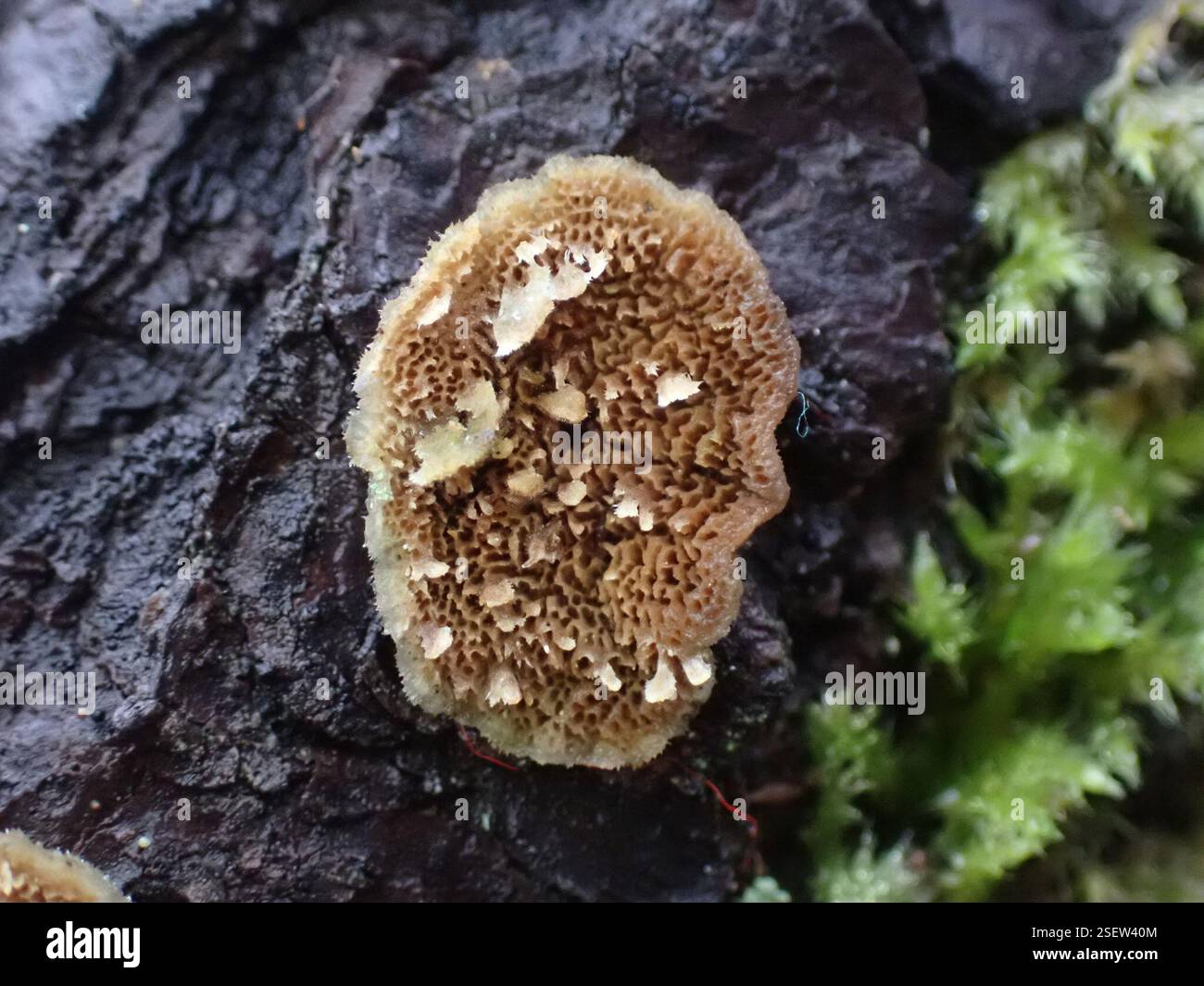 Basidiomycete Fungi (Basidiomycota), Fungi, Goldstream, Capital ...