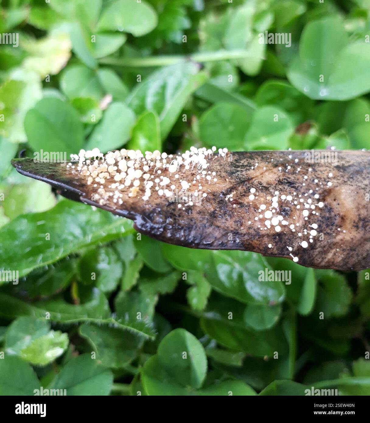 (Physalacria stilboidea), Fungi, Fairfield, Lower Hutt 5011, New ...