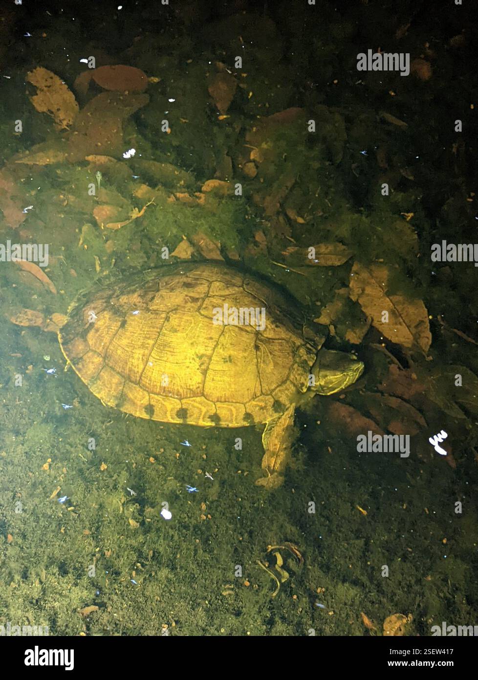 Trachemys venusta hi-res stock photography and images - Alamy