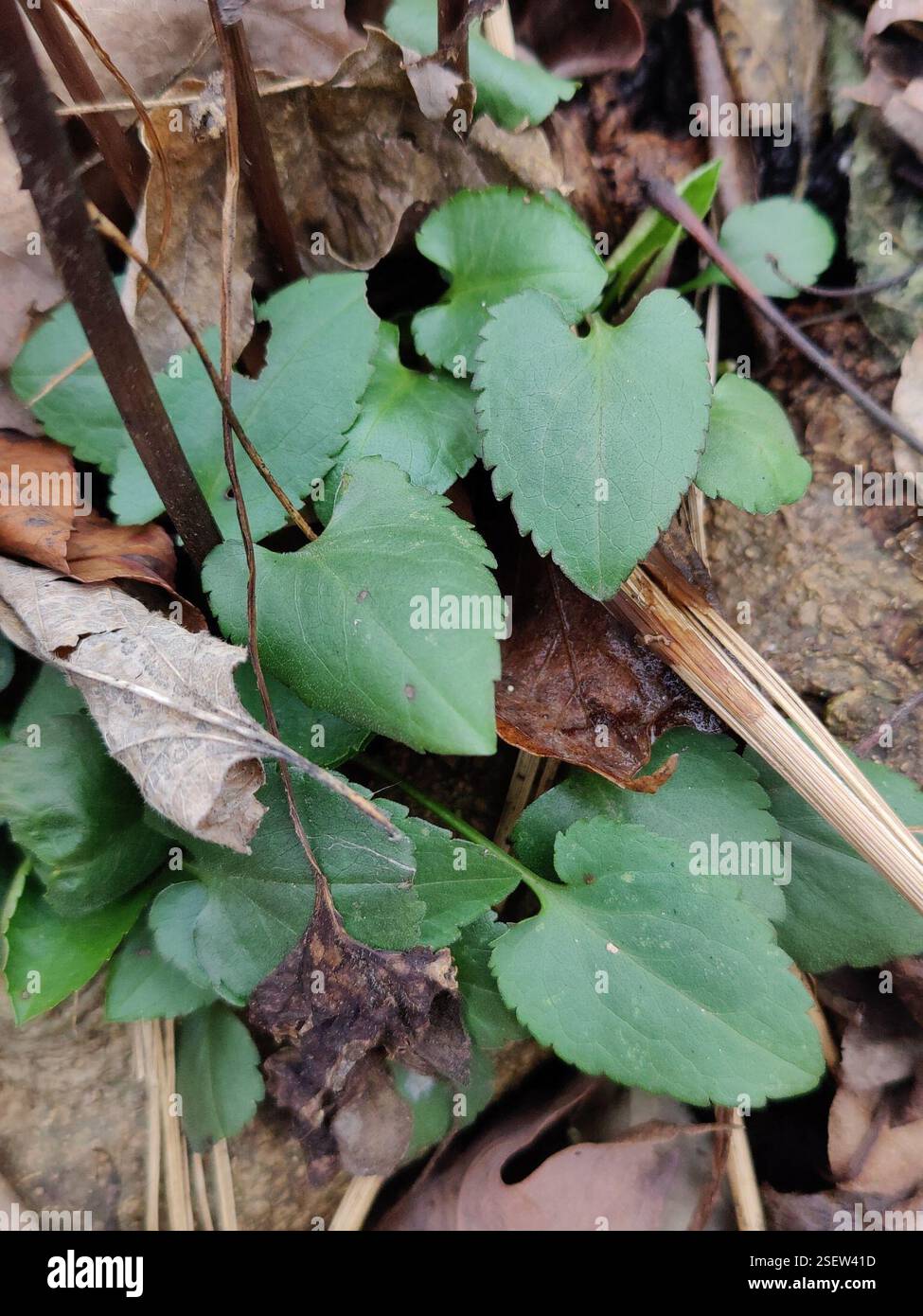 Common Blue Wood Aster (Symphyotrichum cordifolium), Plantae, College ...