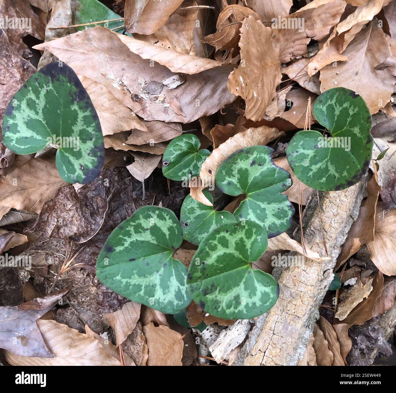 little heartleaf (Asarum minus), Plantae, Lake Hickory, Hickory, NC, US ...