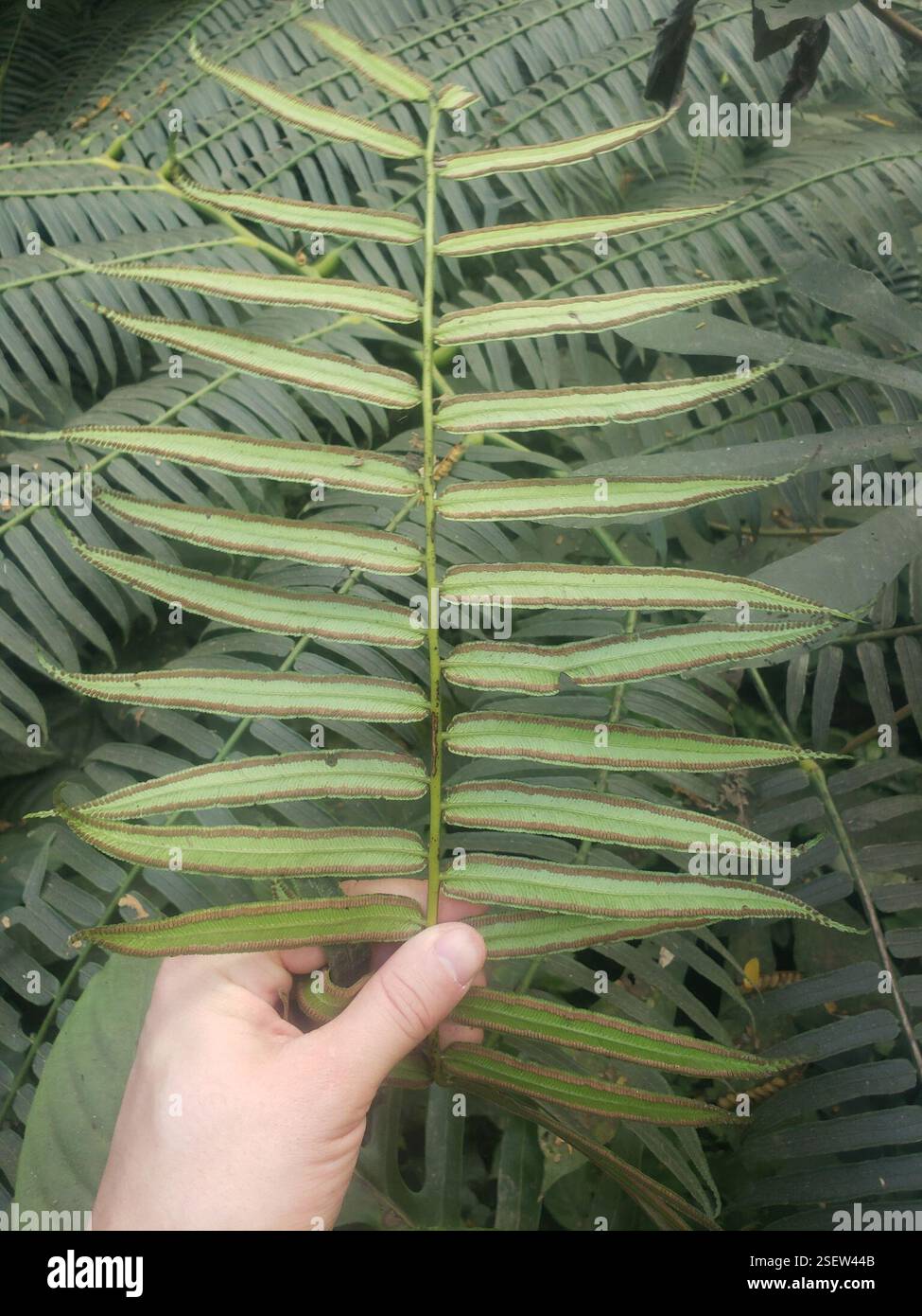 king fern (Angiopteris evecta), Plantae, Manoa, Honolulu, HI, USA Stock ...