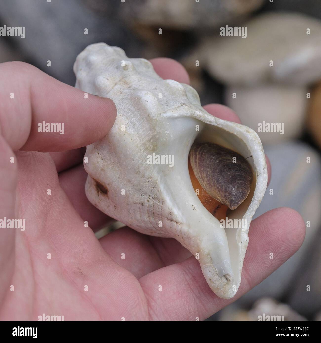 Kellet's Whelk (Kelletia kelletii), Mollusca, Abalone Cove Beach ...